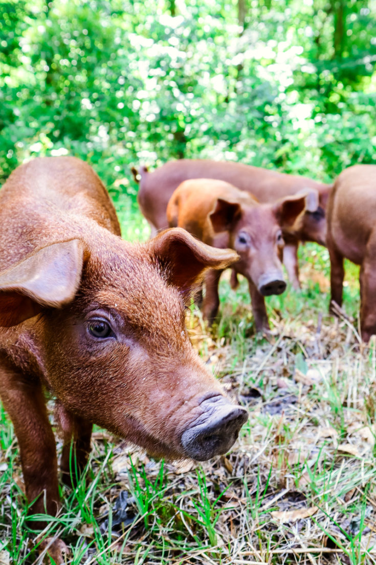 Whole Pig Roast with La Caja China - Part 2: Sourcing a Pig - Goodie ...